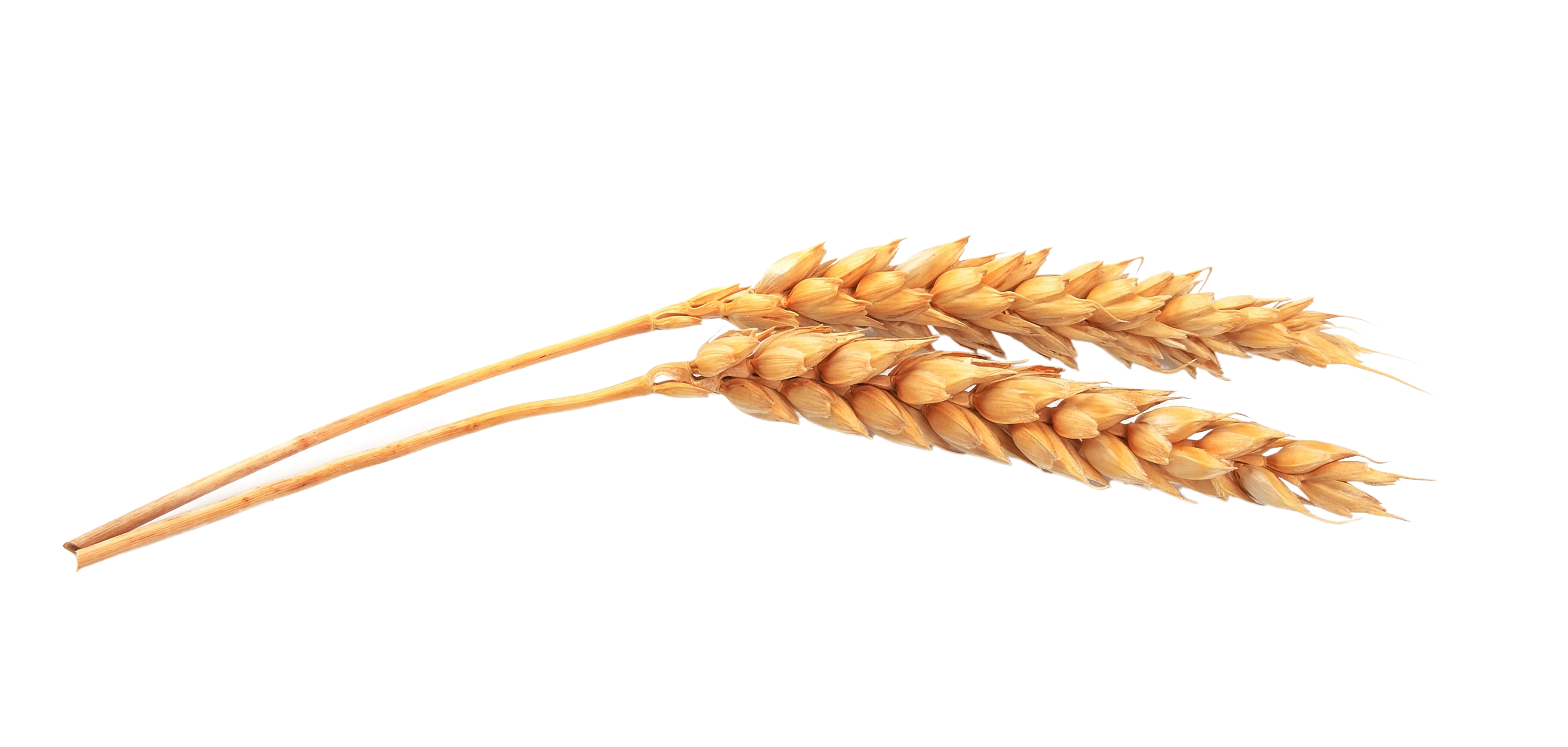 bakerly French brioche, delicious crêpes and French pancakes to-go!